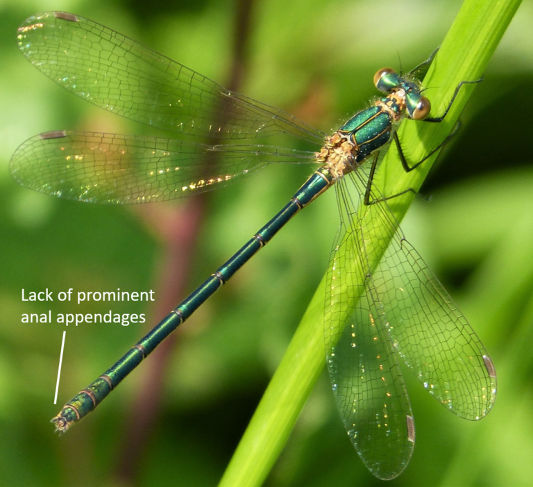 Damselflies - British Dragonfly Society