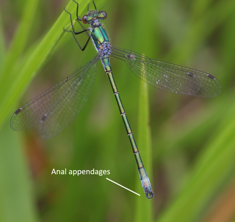 Damselflies - British Dragonfly Society