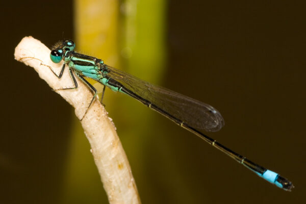 Damselflies - British Dragonfly Society