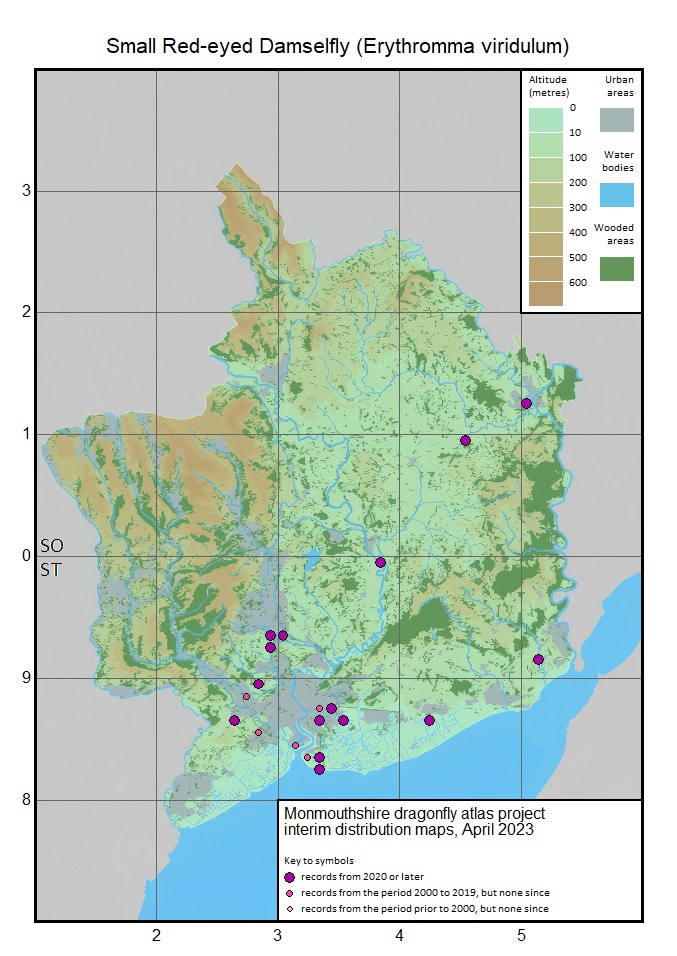 Small Red-eyed Damselfly in Monmouthshire - British Dragonfly Society