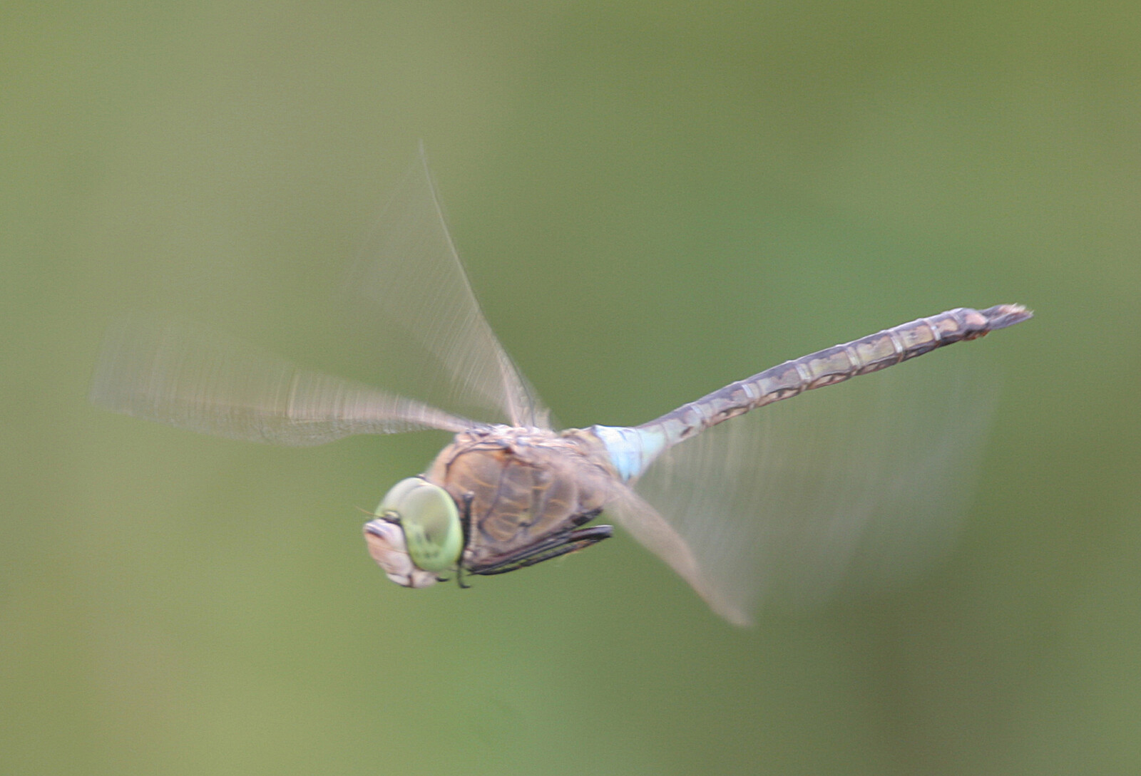 A Lesser Emperor at Lamby Lake in 2006, the first county record ...