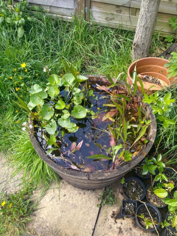 Pond Ponderings - Whiskey Barrel Pond - British Dragonfly Society