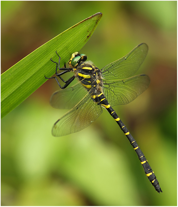 Photographing Dragonflies - top tips by a County Dragonfly Recorder ...