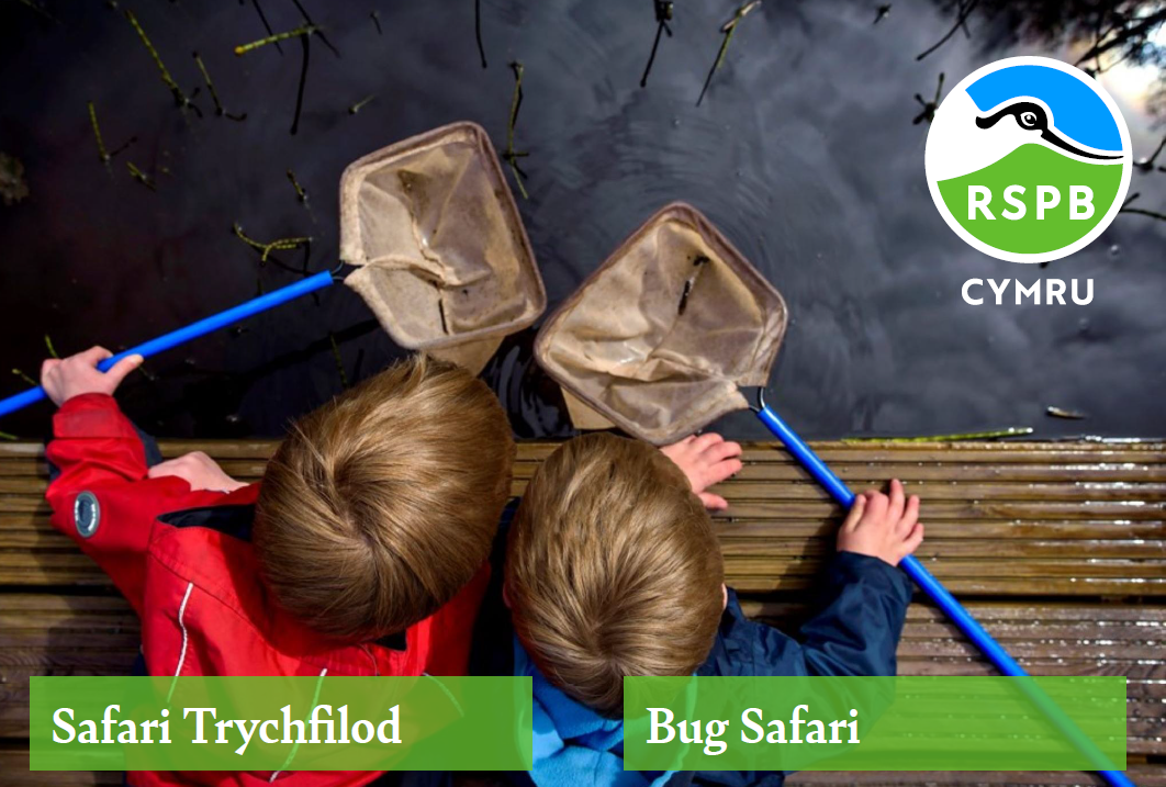 Bug Safari at RSPB Conwy, North Wales - British Dragonfly Society