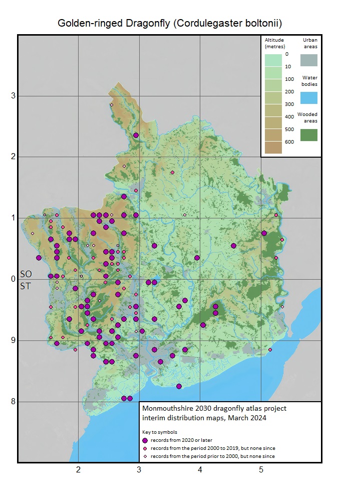 Golden-ringed Dragonfly in Monmouthshire - British Dragonfly Society