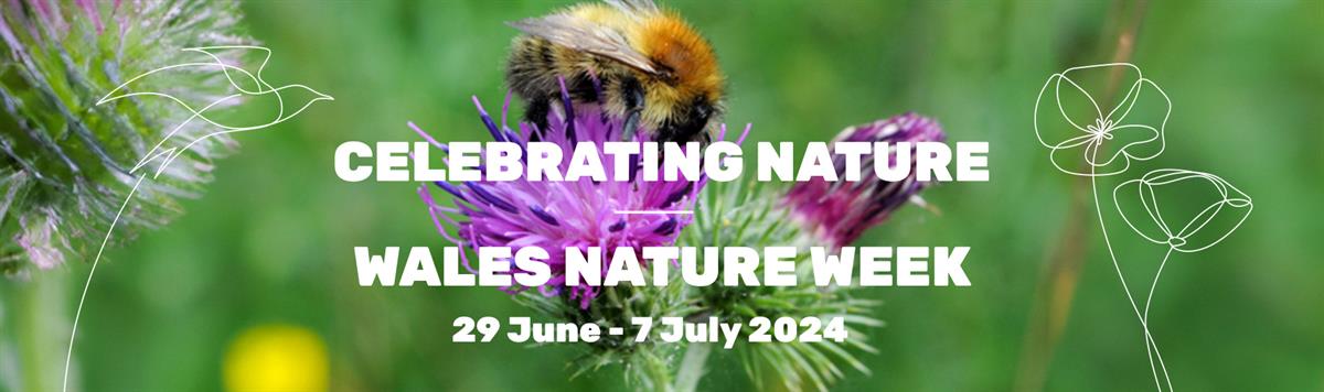 Wales Nature Week - British Dragonfly Society