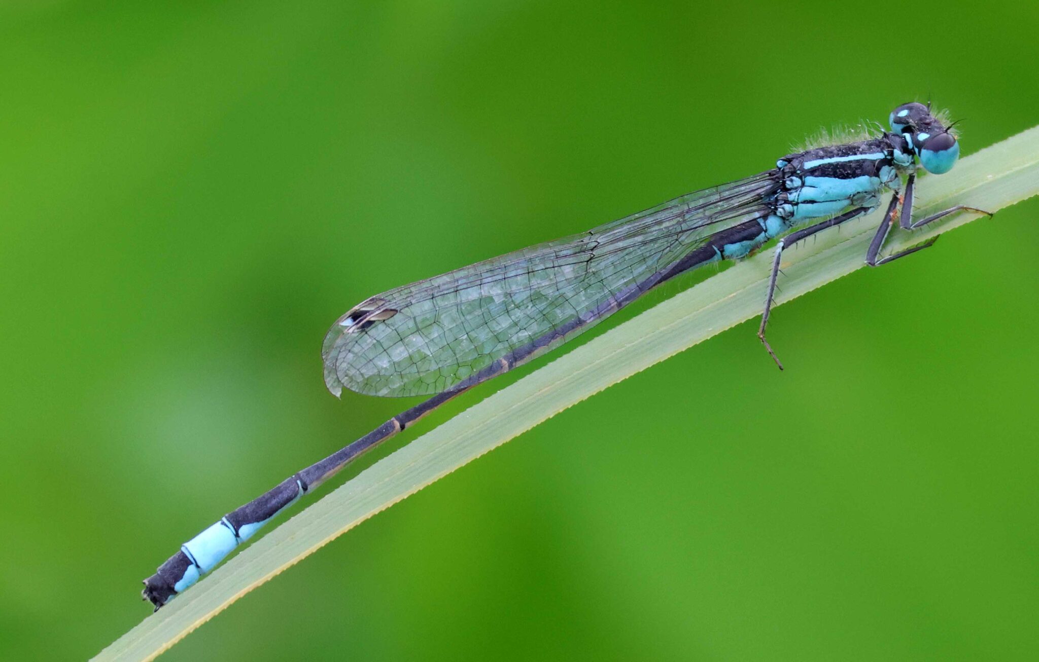 Events - British Dragonfly Society
