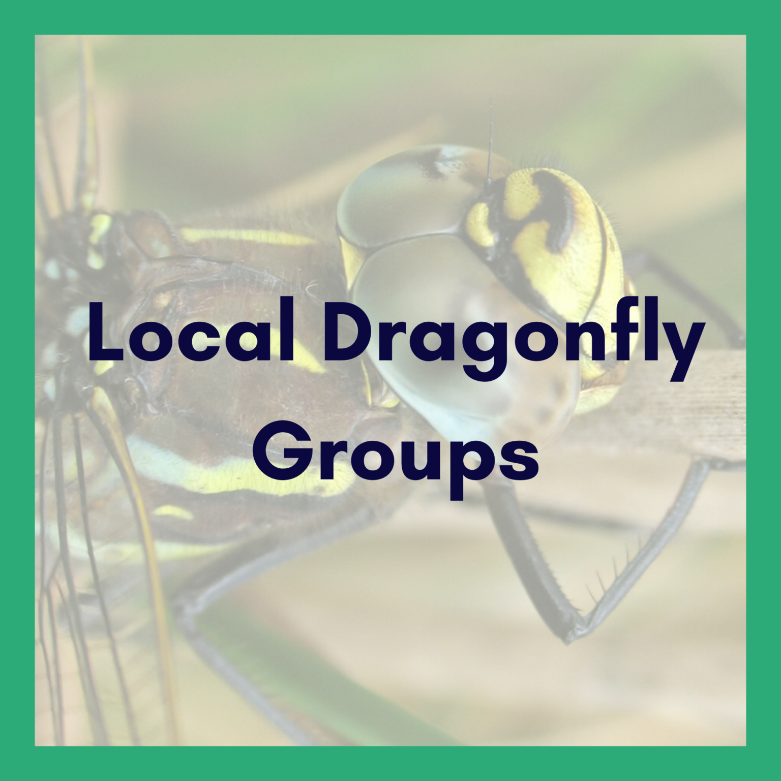 Members Area - British Dragonfly Society