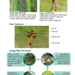 Identification Guide - British Dragonfly Society