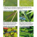 Identification Guide - British Dragonfly Society