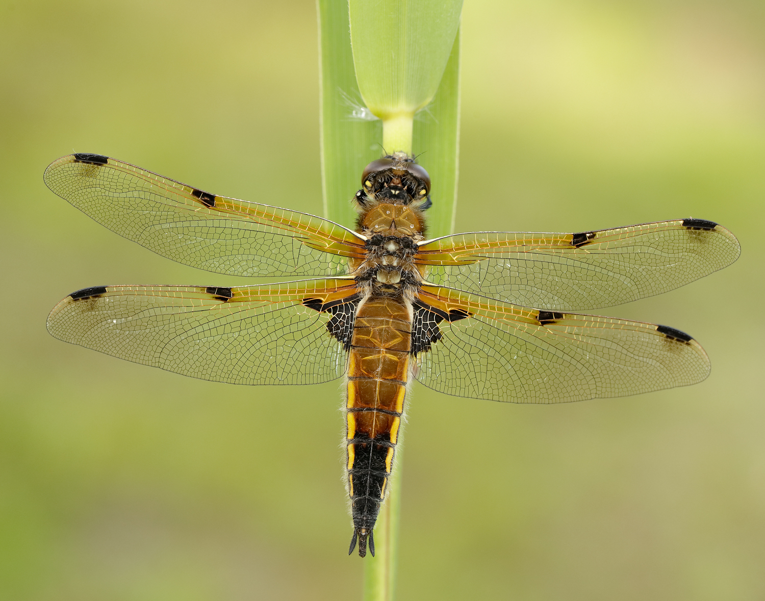 Dragonfly Day at the Avalon Marshes Centre - British Dragonfly Society