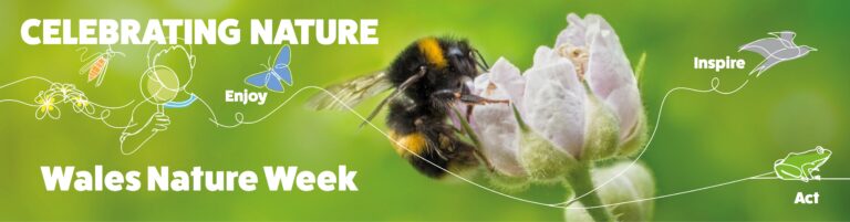 Wales Nature Week 2025 - British Dragonfly Society