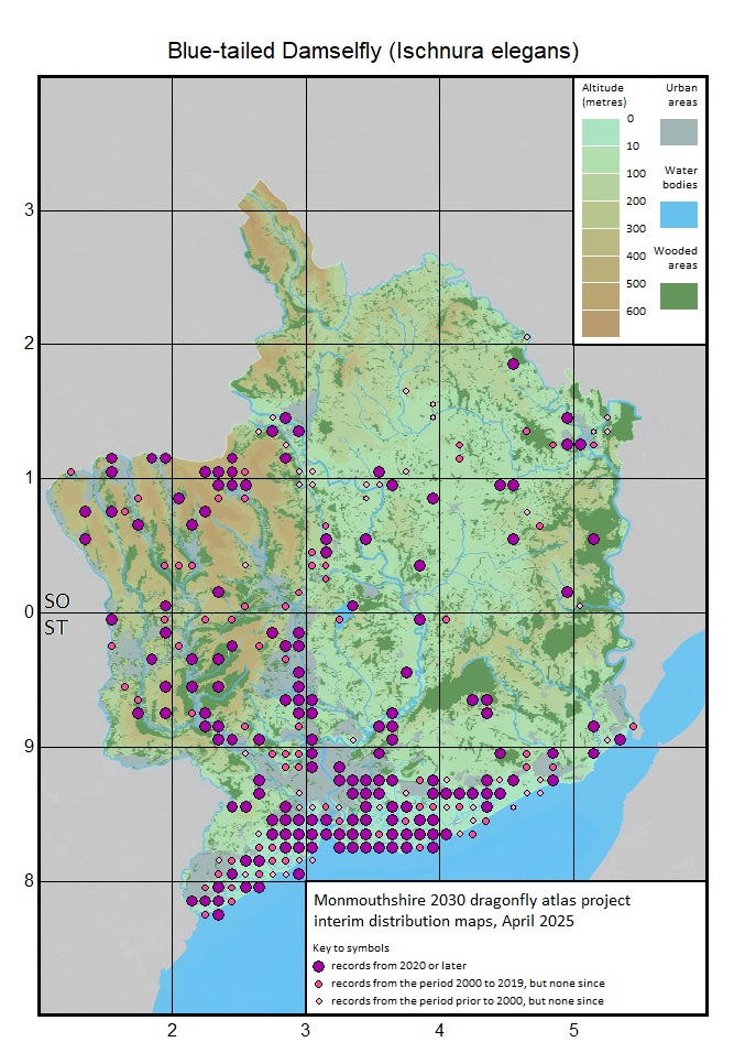 Blue-tailed Damselfly in Monmouthshire - British Dragonfly Society