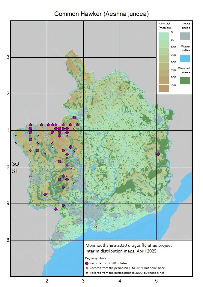 Common Hawker in Monmouthshire - British Dragonfly Society