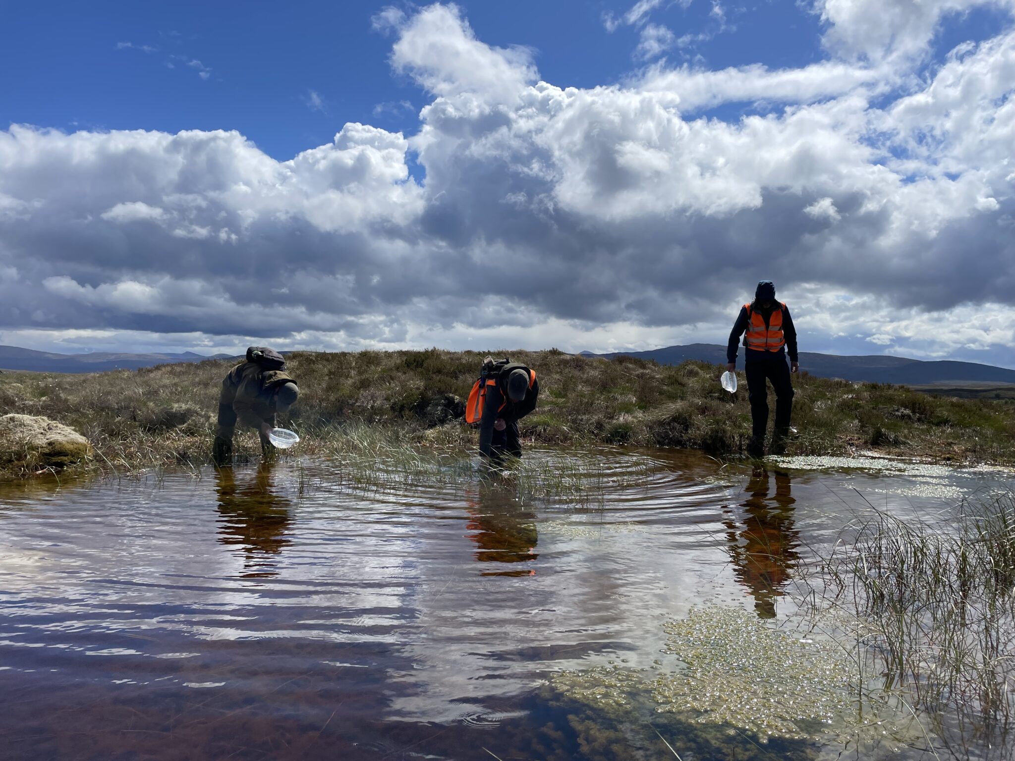 Dragonflies on the Bog Volunteer Training for Rare Species ID and ...