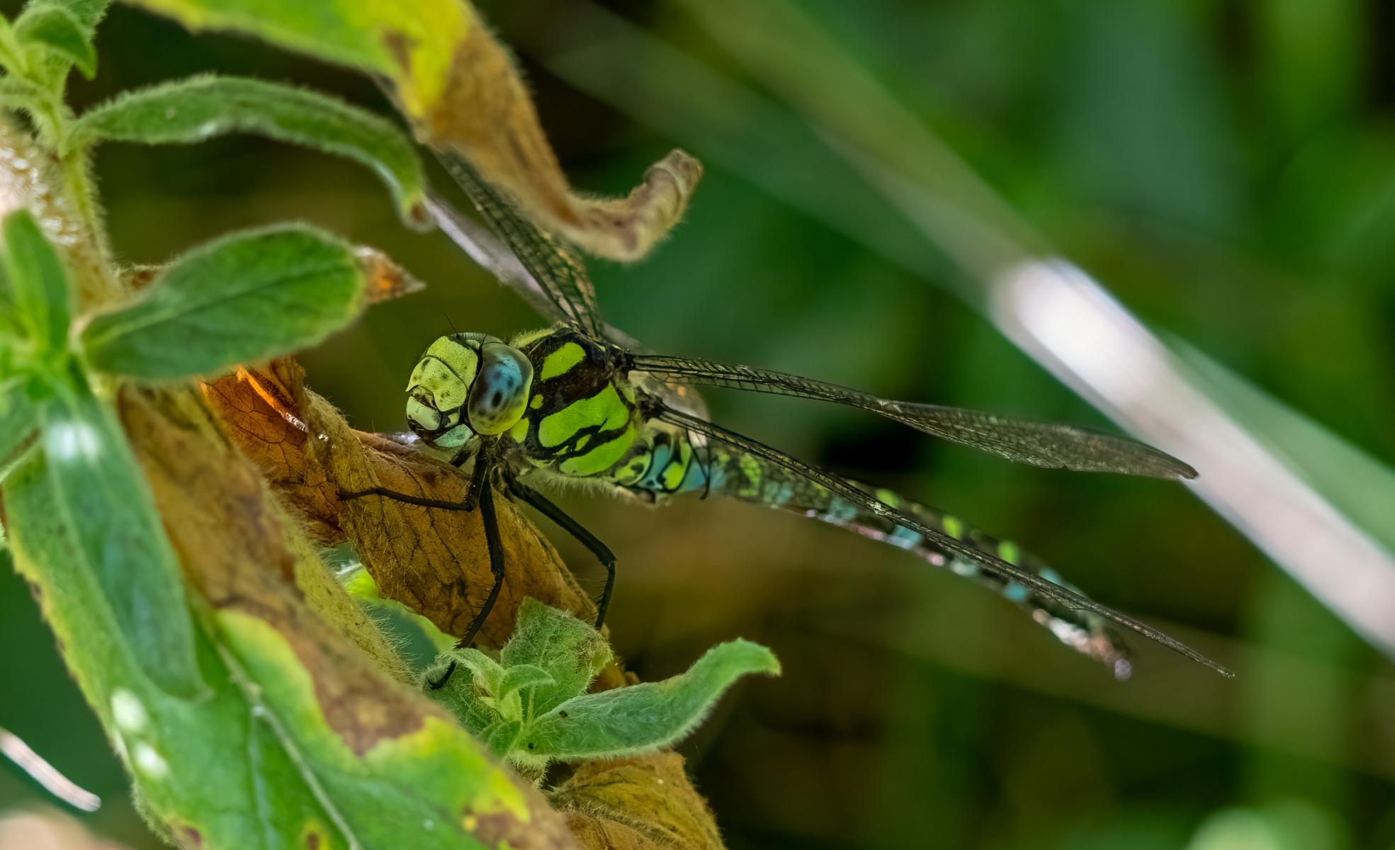 Dragonfly ID course and Guided walk at Newport Wetlands - British ...