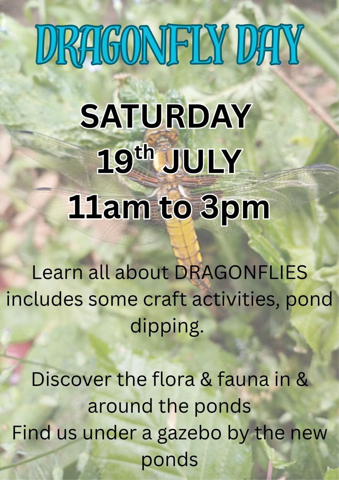 Dragonfly Day, Queen Elizabeth Park - Grantham - British Dragonfly Society